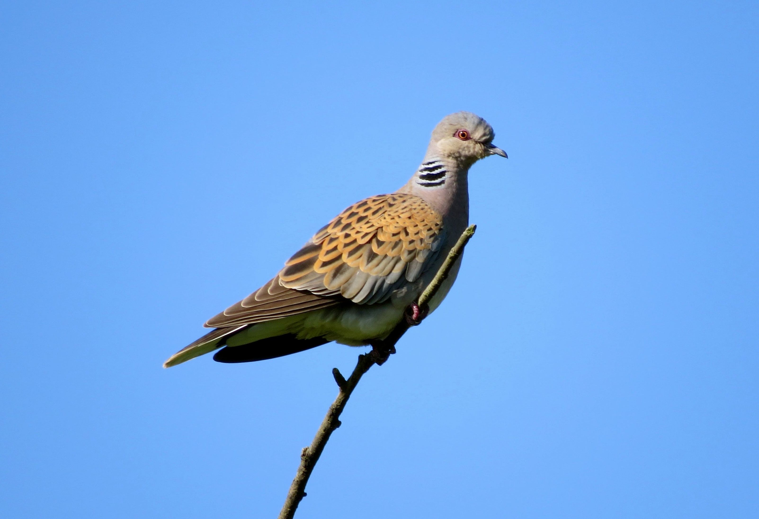 What Is A Turtle Dove Operation Turtle Dove what-is-a-turtle-dove-operation-turtle-dove